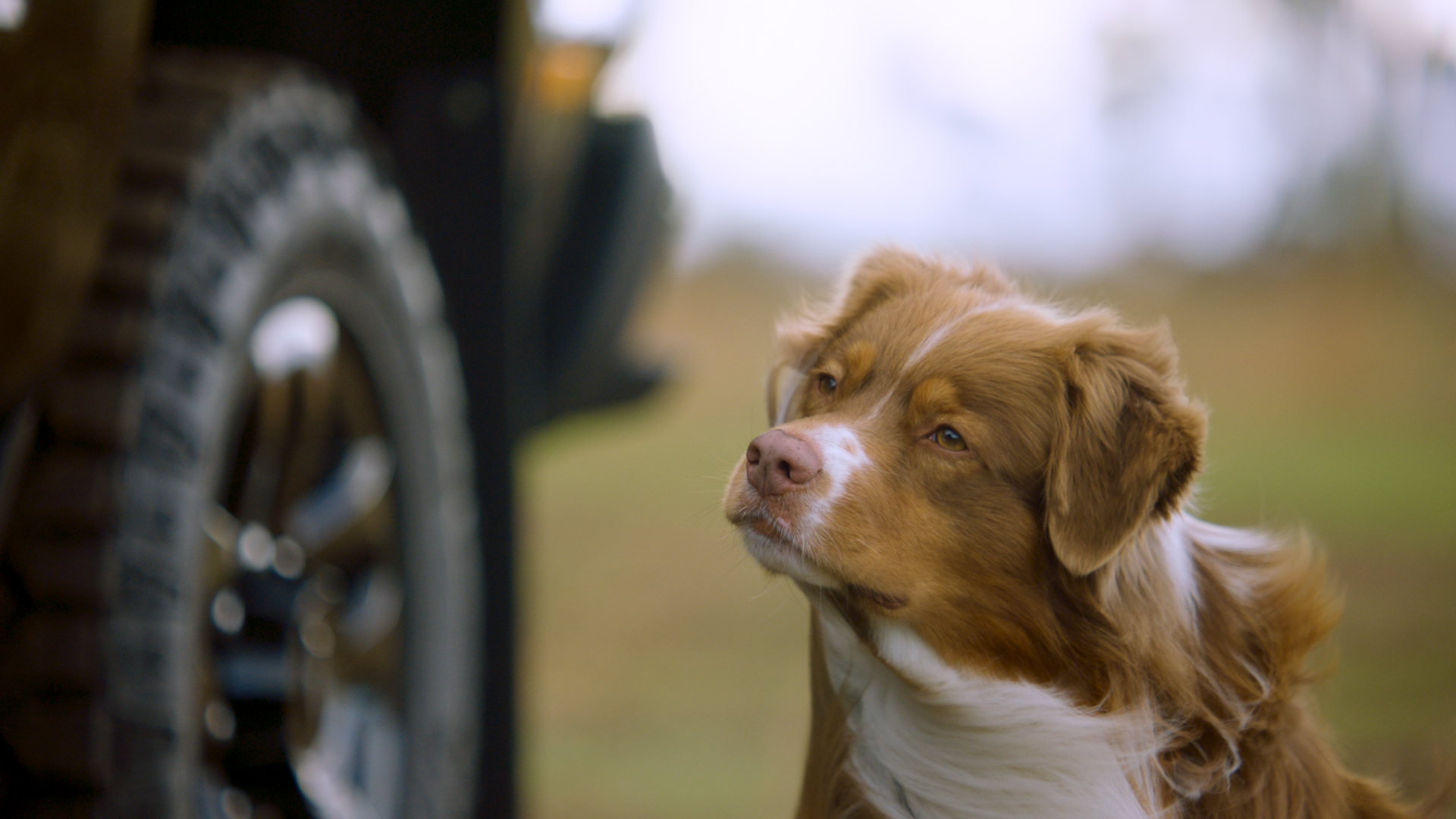 HSV Chevrolet | Marco Damiano | Cut Comp Colour
